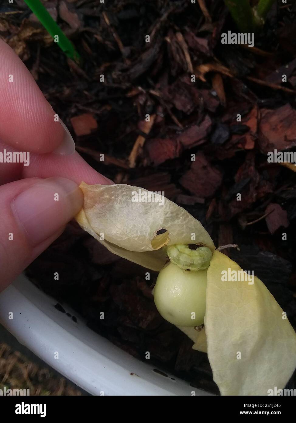 Pickleworm Moth (Diaphania nitidalis Stock Photo - Alamy