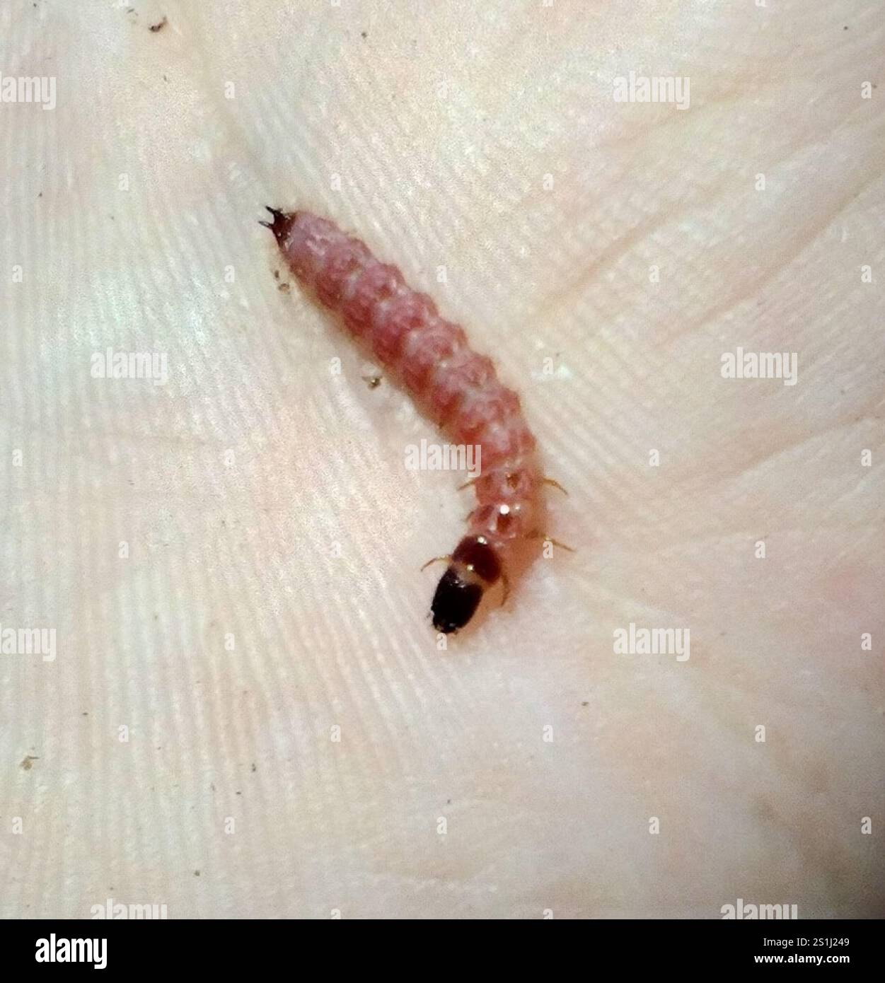 European Red-bellied Clerid (Thanasimus formicarius Stock Photo - Alamy