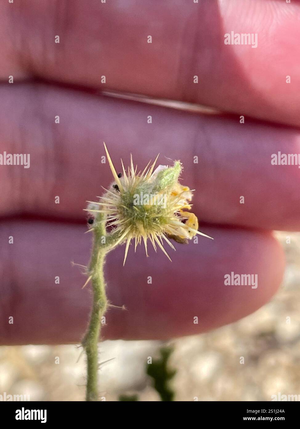 buffalo-bur (Solanum rostratum Stock Photo - Alamy