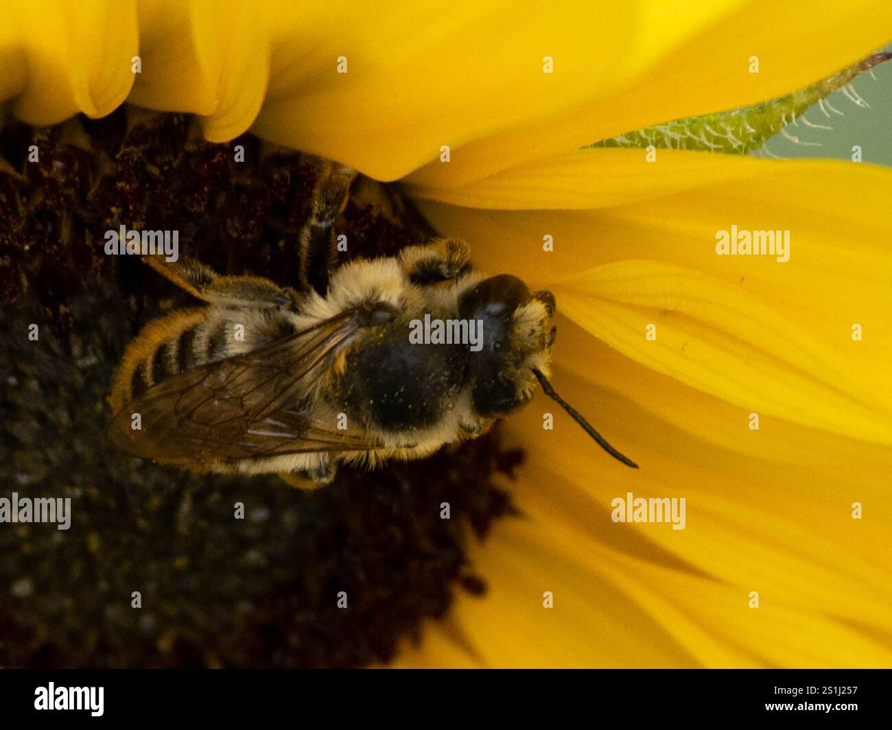 Western Leafcutter Bee (Megachile perihirta Stock Photo - Alamy