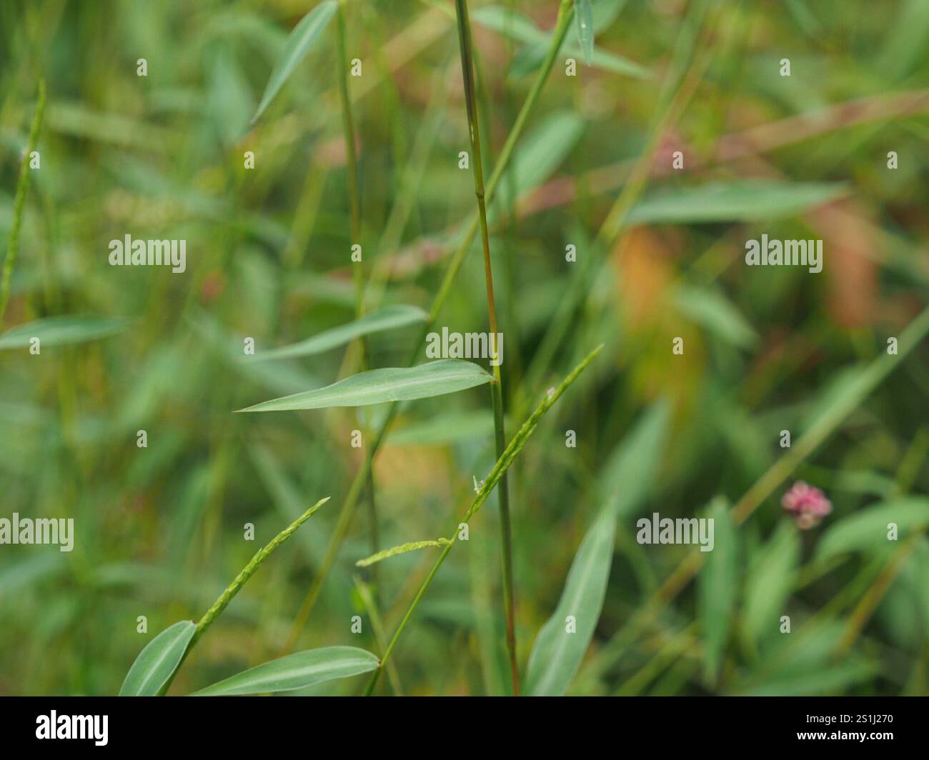 Japanese stiltgrass (Microstegium vimineum Stock Photo - Alamy