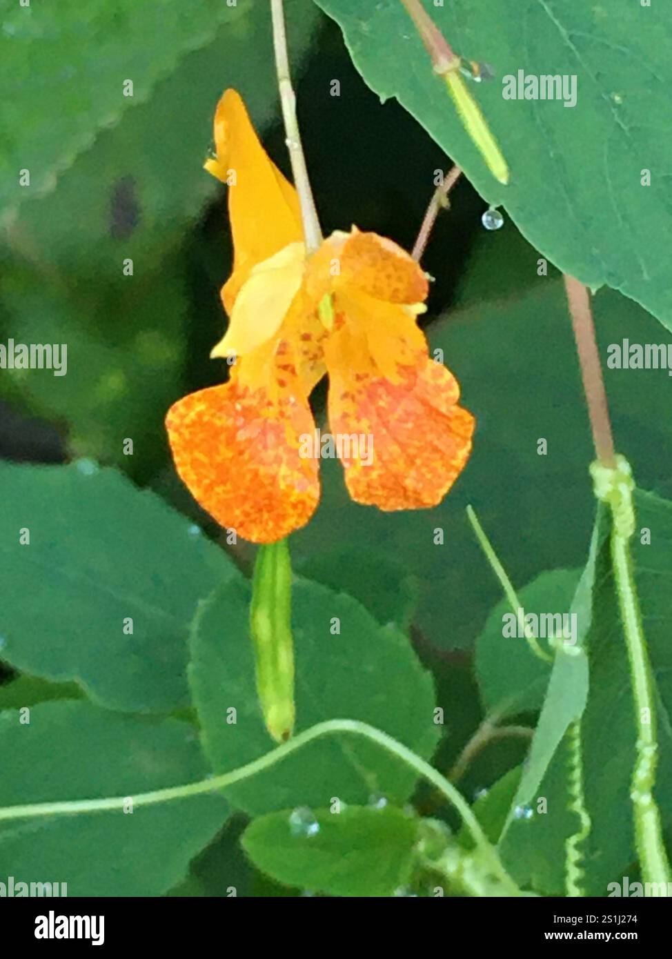 common jewelweed (Impatiens capensis Stock Photo - Alamy