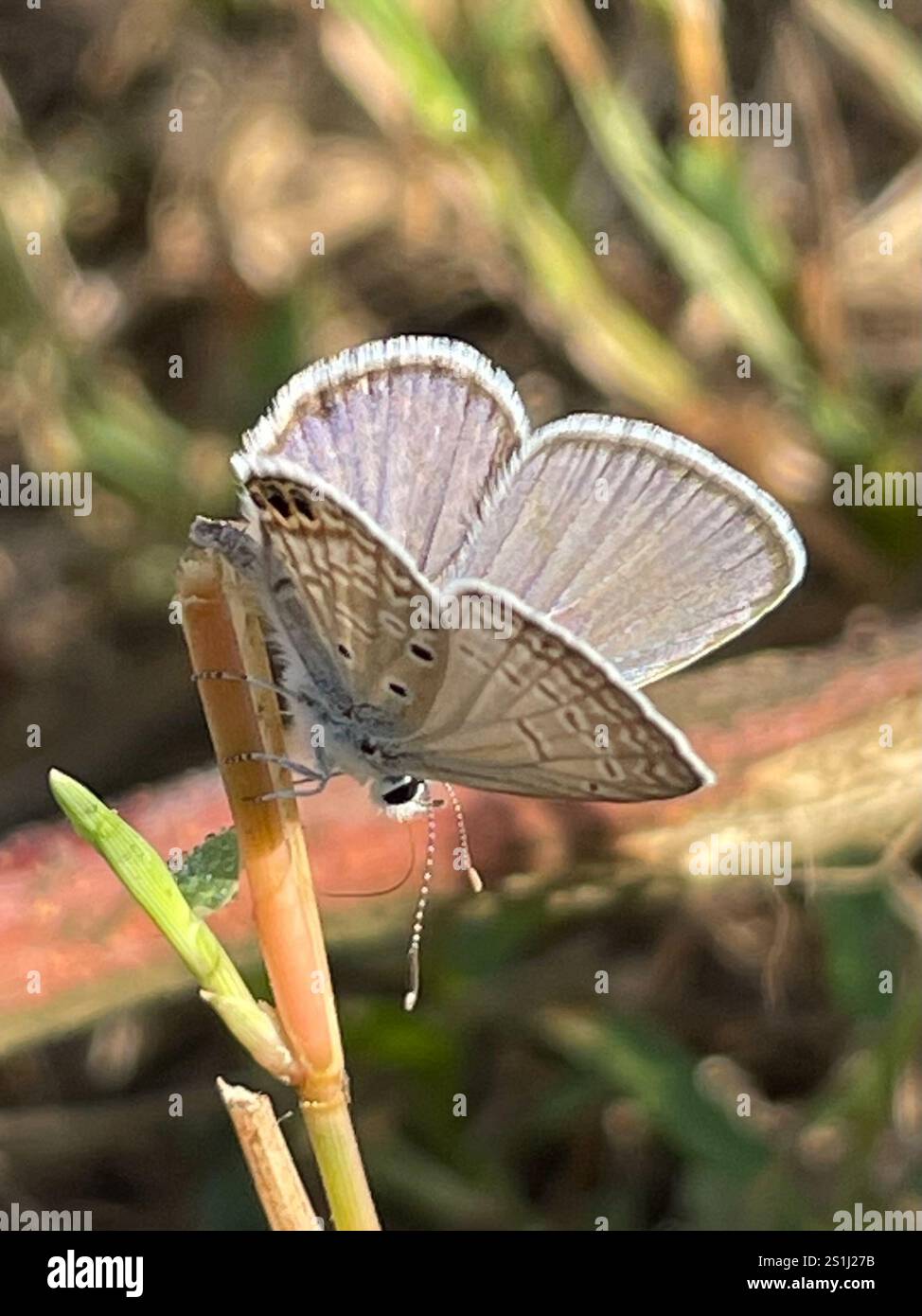 Ceraunus Blue (Hemiargus ceraunus Stock Photo - Alamy