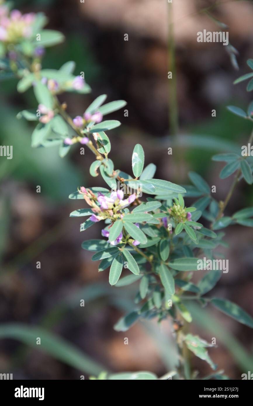 tall bush-clover (Lespedeza stuevei Stock Photo - Alamy