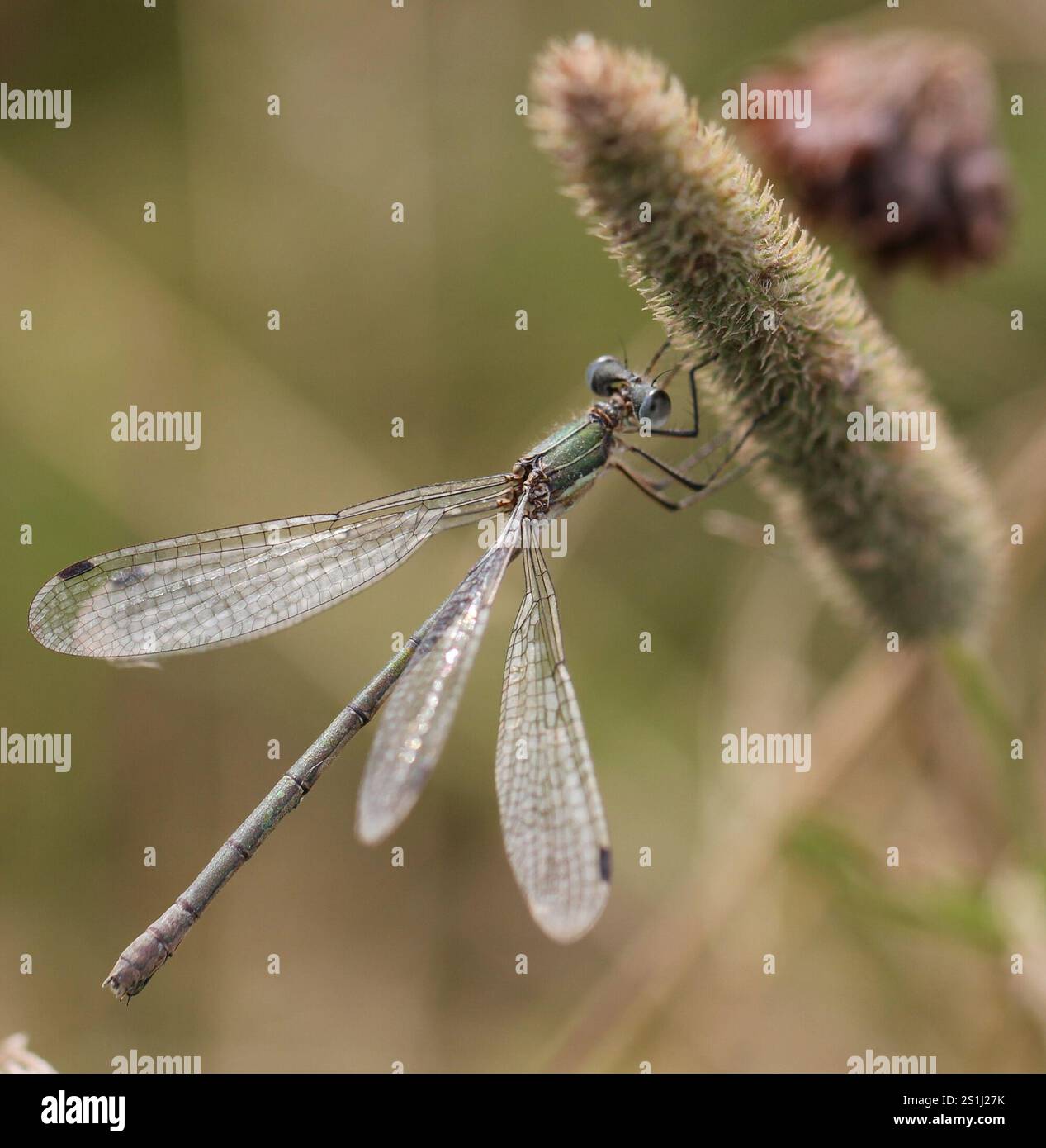 Common Spreadwing (Lestes sponsa Stock Photo - Alamy