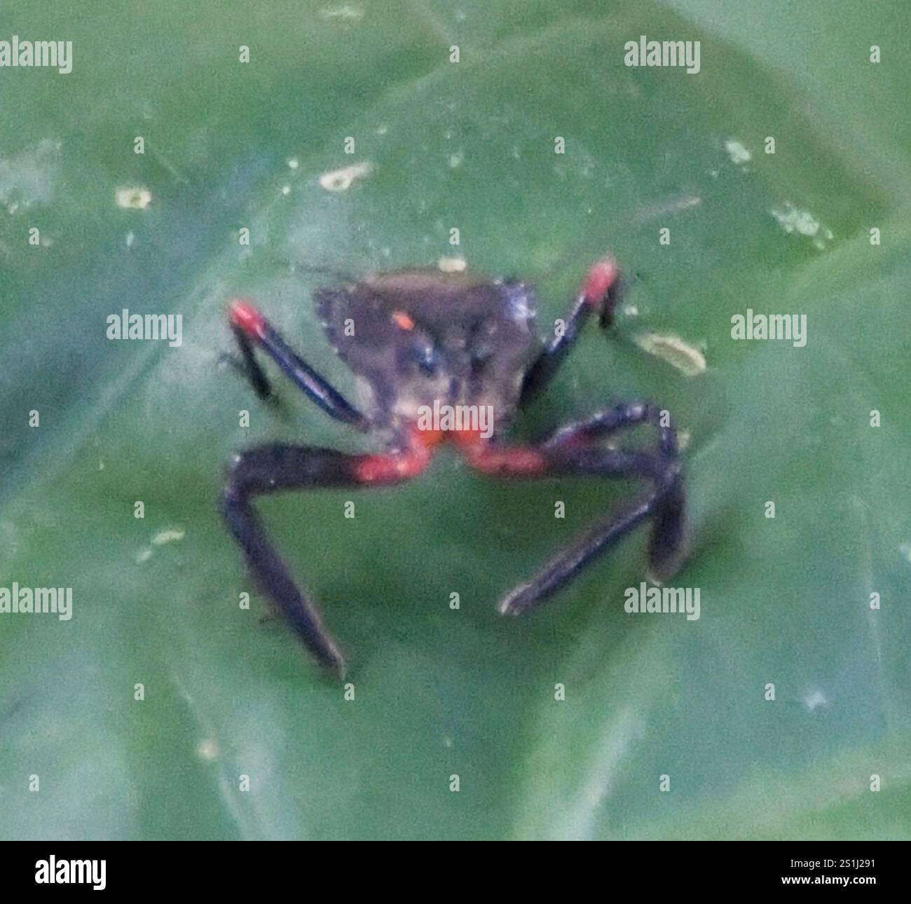 Bee Assassins (Apiomerus Stock Photo - Alamy