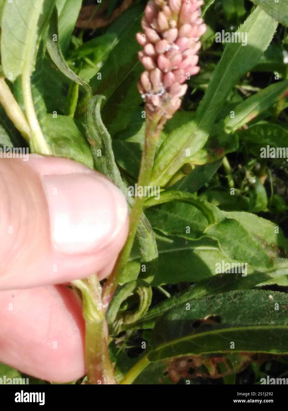 water smartweed (Persicaria amphibia Stock Photo - Alamy