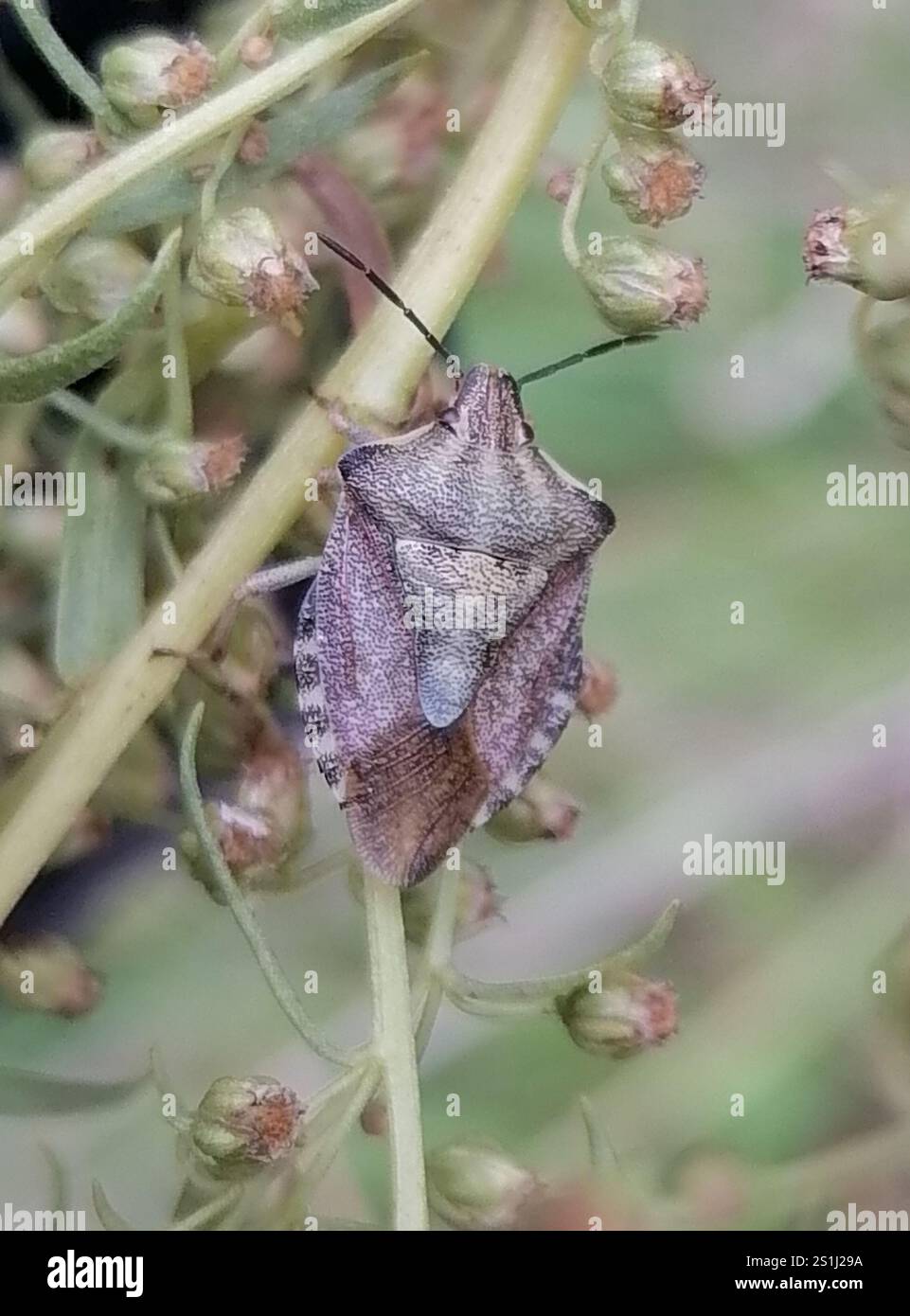 Black-shouldered Shieldbug (Carpocoris purpureipennis Stock Photo - Alamy