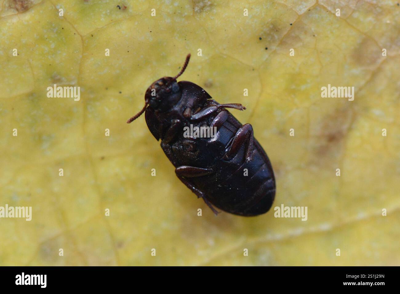 Lesser Mealworm (Alphitobius diaperinus Stock Photo - Alamy