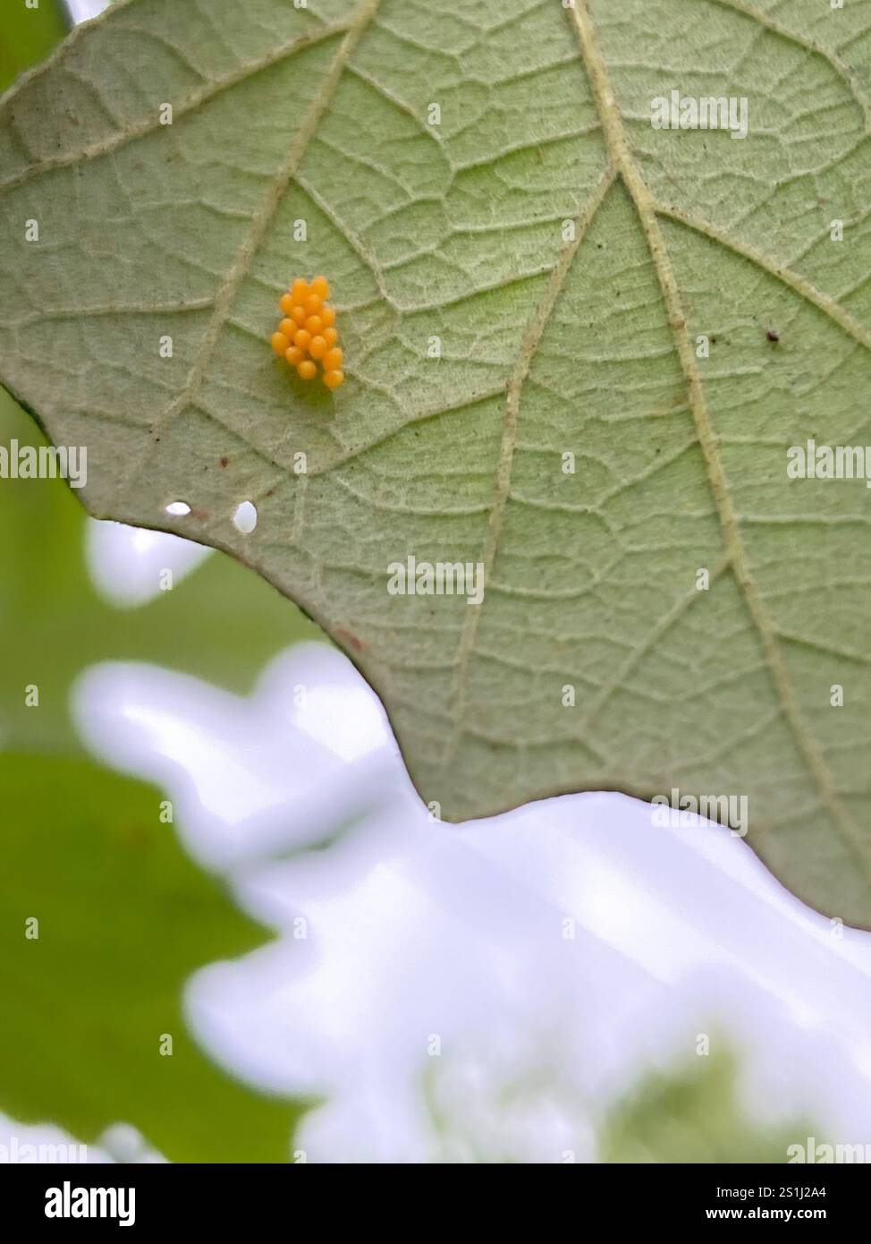 Cucujiform Beetles (Cucujiformia Stock Photo - Alamy