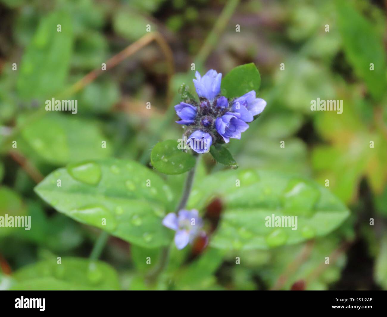 American alpine speedwell (Veronica wormskjoldii Stock Photo - Alamy
