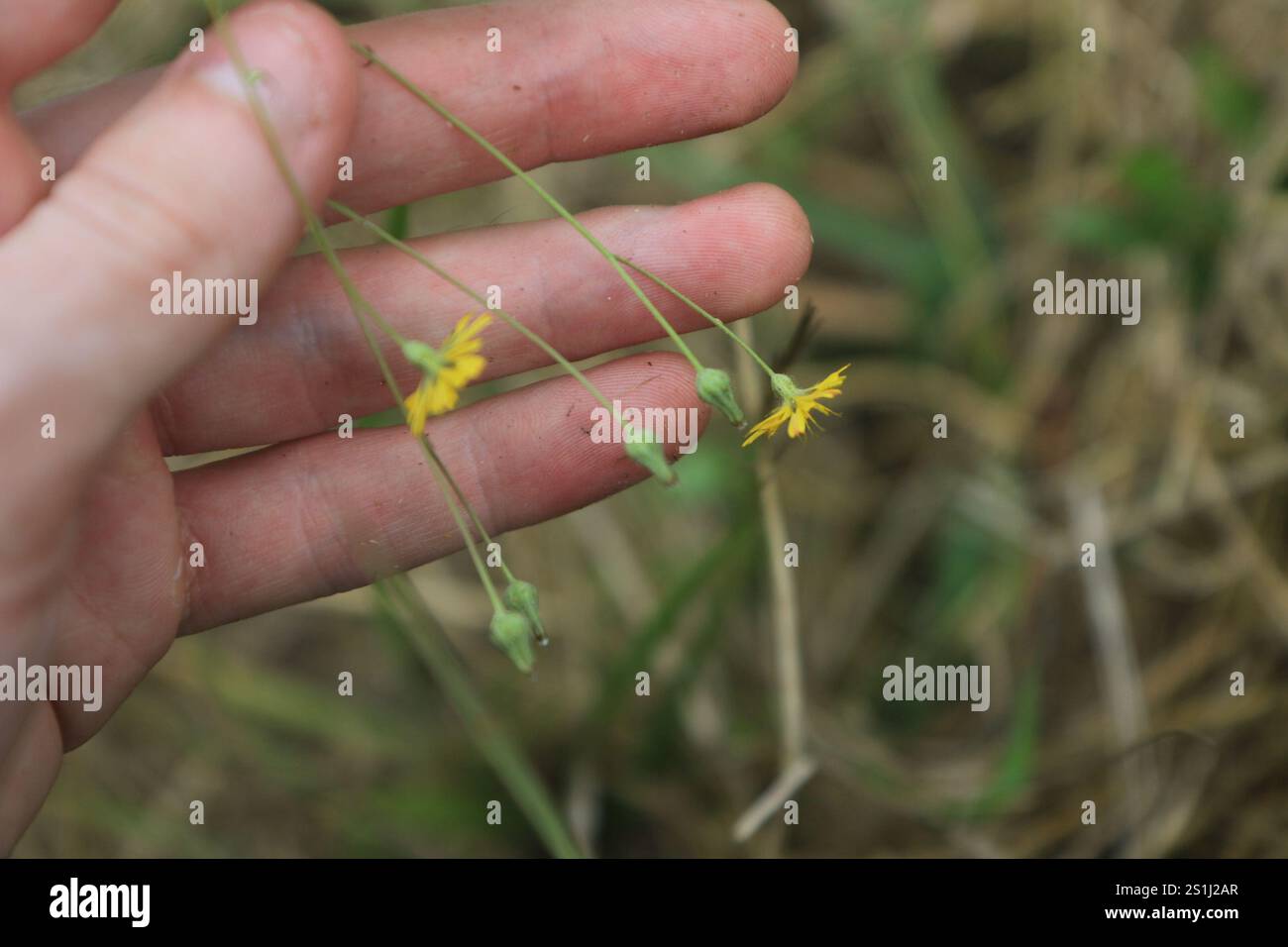 Smooth hawksbeard (Crepis capillaris Stock Photo - Alamy