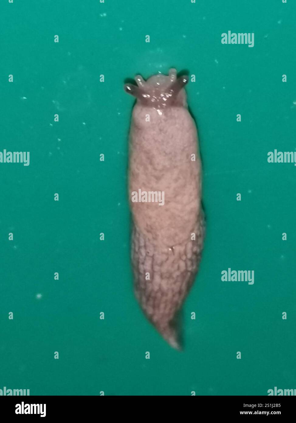 Milky Slug (Deroceras reticulatum Stock Photo - Alamy