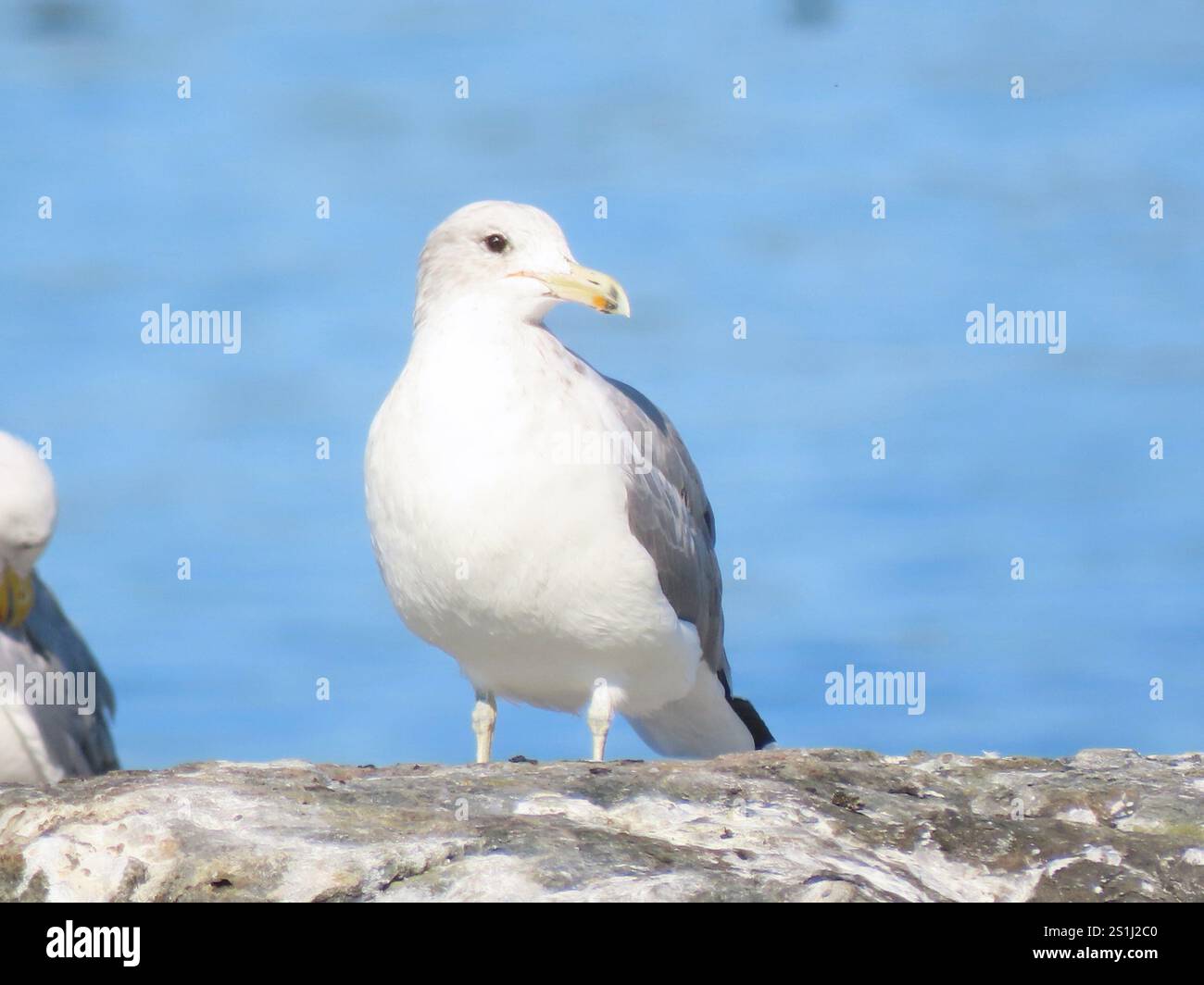 California Gull (Larus californicus Stock Photo - Alamy