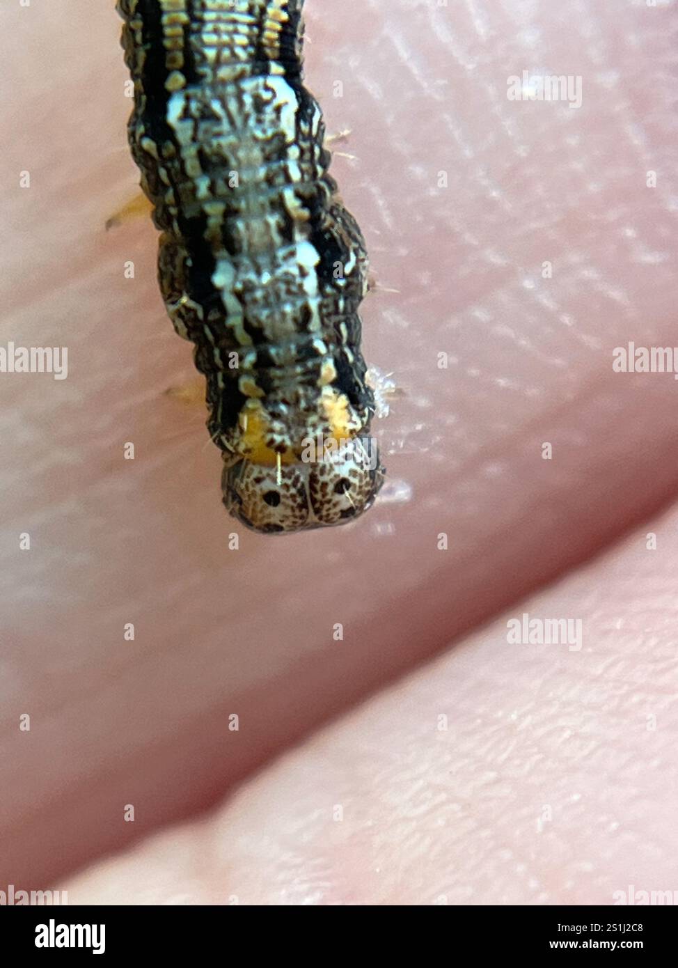 Chain-dotted Geometer (Cingilia catenaria Stock Photo - Alamy