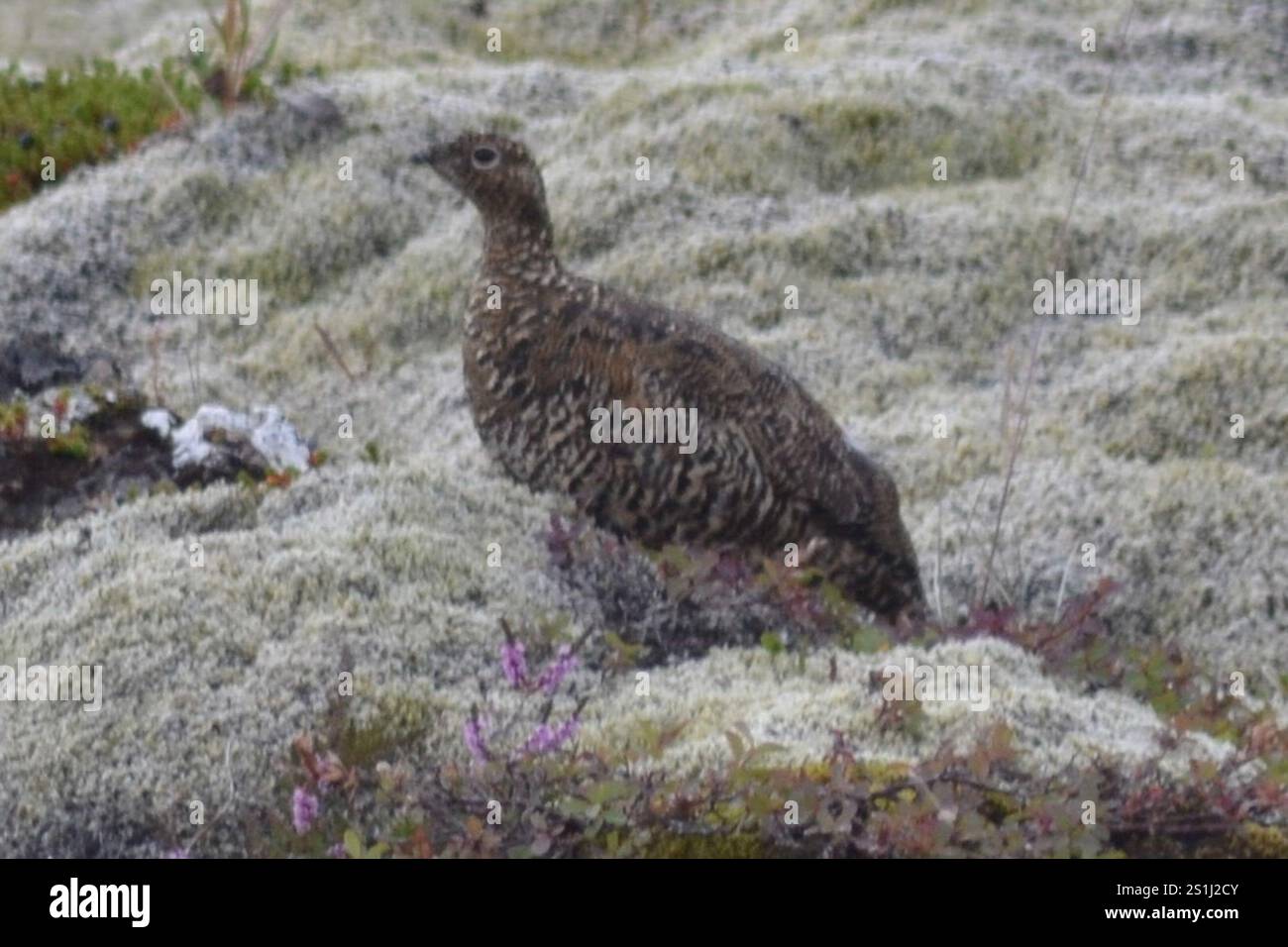 Rock Ptarmigan (Lagopus muta Stock Photo - Alamy