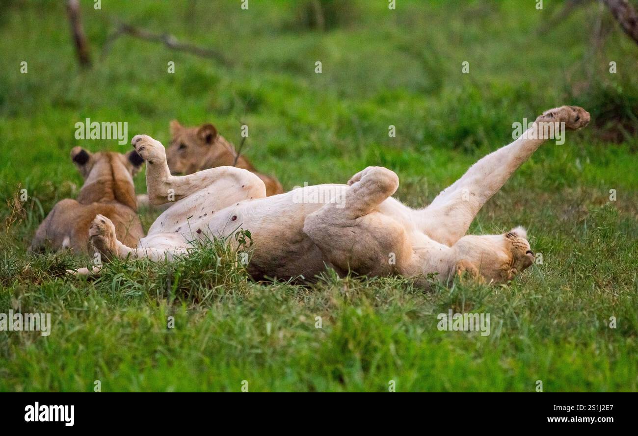Lions (Panthera leo) often hunt in groups at National Parks in South ...