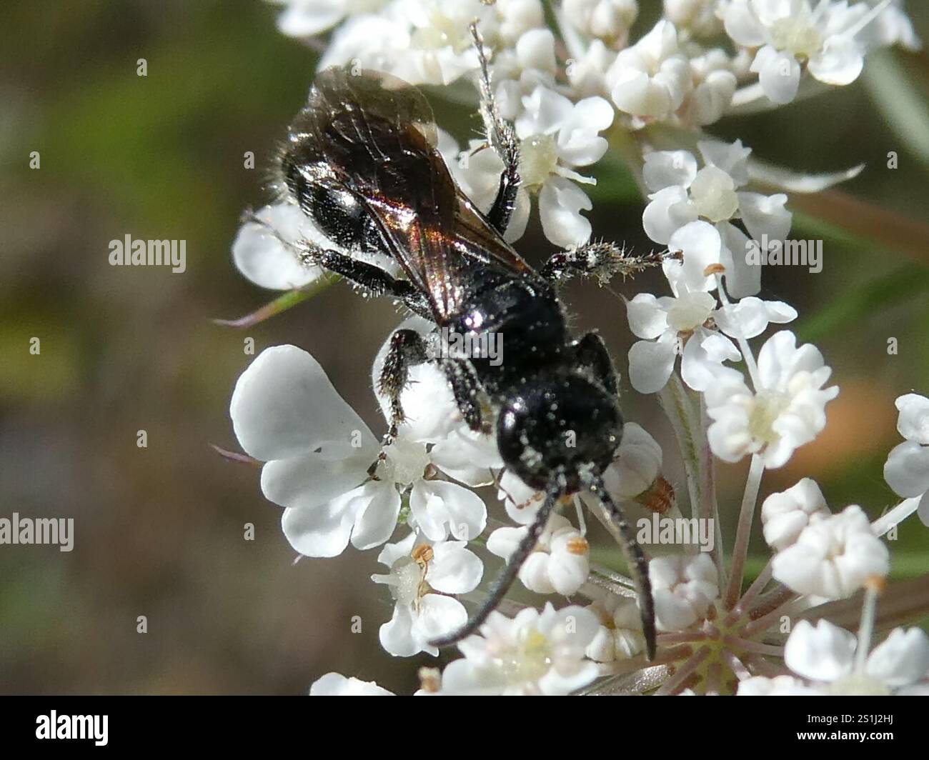 Tiphiid Flower Wasps (Tiphiidae Stock Photo - Alamy