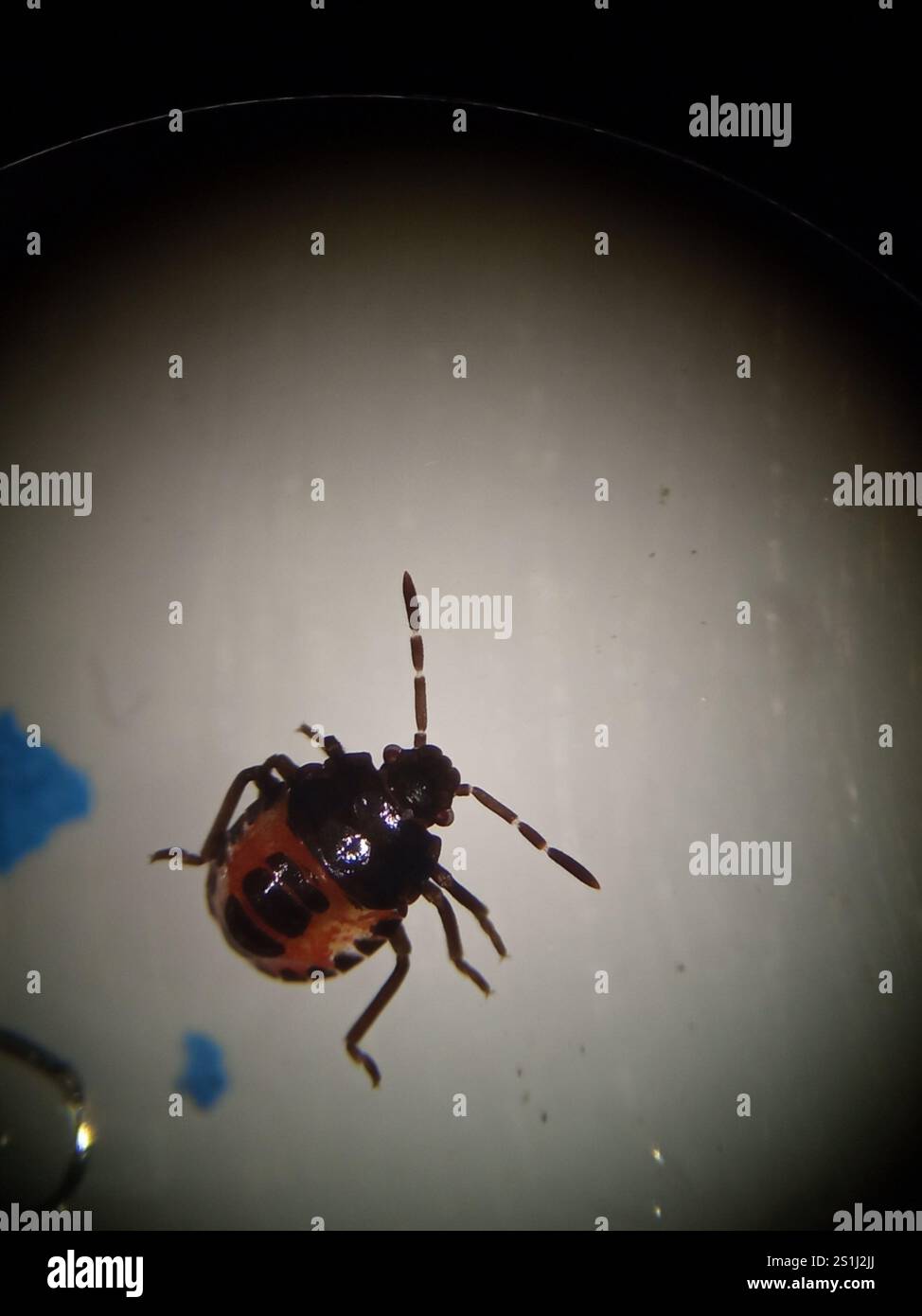 Predatory Stink Bugs (Asopinae Stock Photo - Alamy