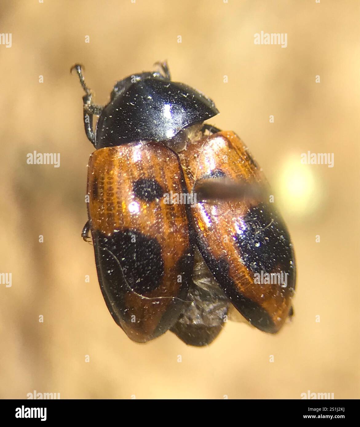 Two-spotted Diaperis (Diaperis maculata Stock Photo - Alamy
