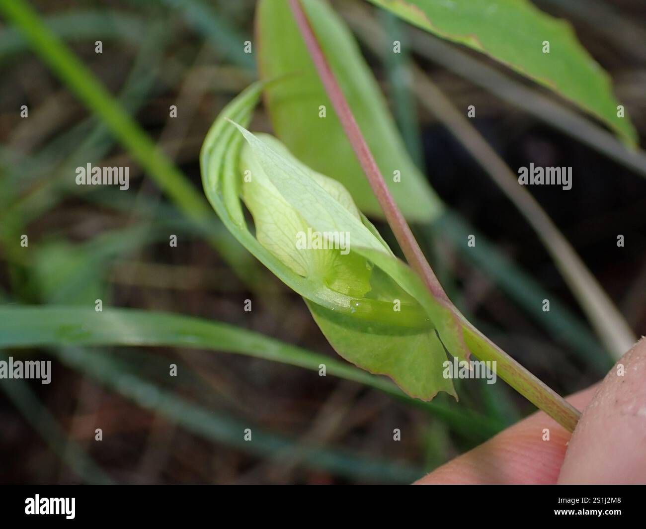 pale vetchling (Lathyrus ochroleucus Stock Photo - Alamy