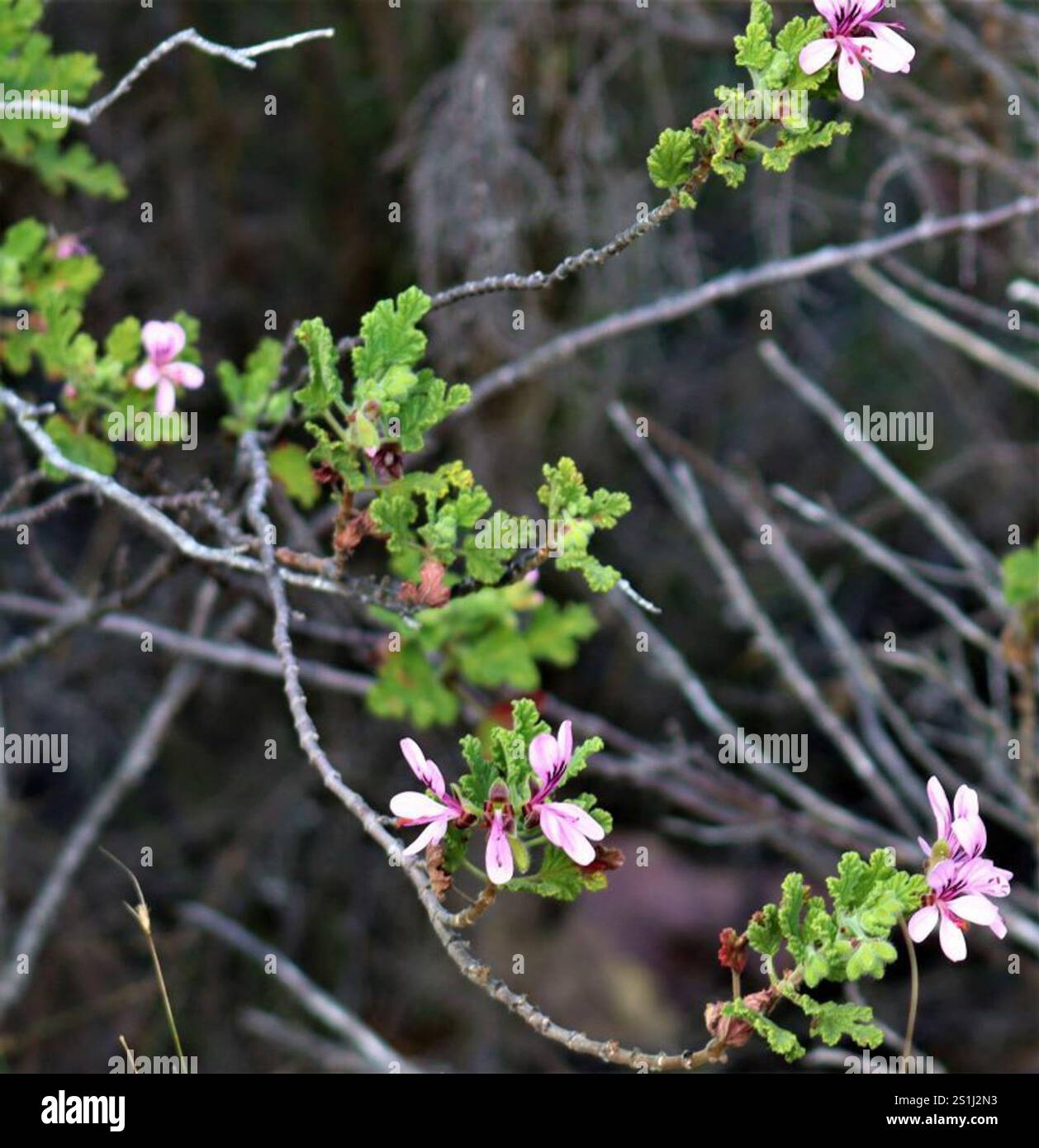 Oak leaved geranium hi-res stock photography and images - Alamy