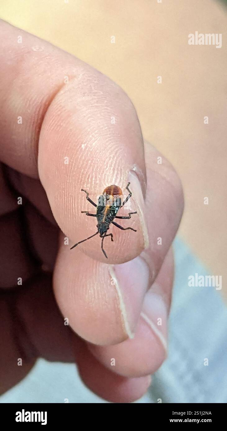 Eastern Boxelder Bug (Boisea trivittata Stock Photo - Alamy