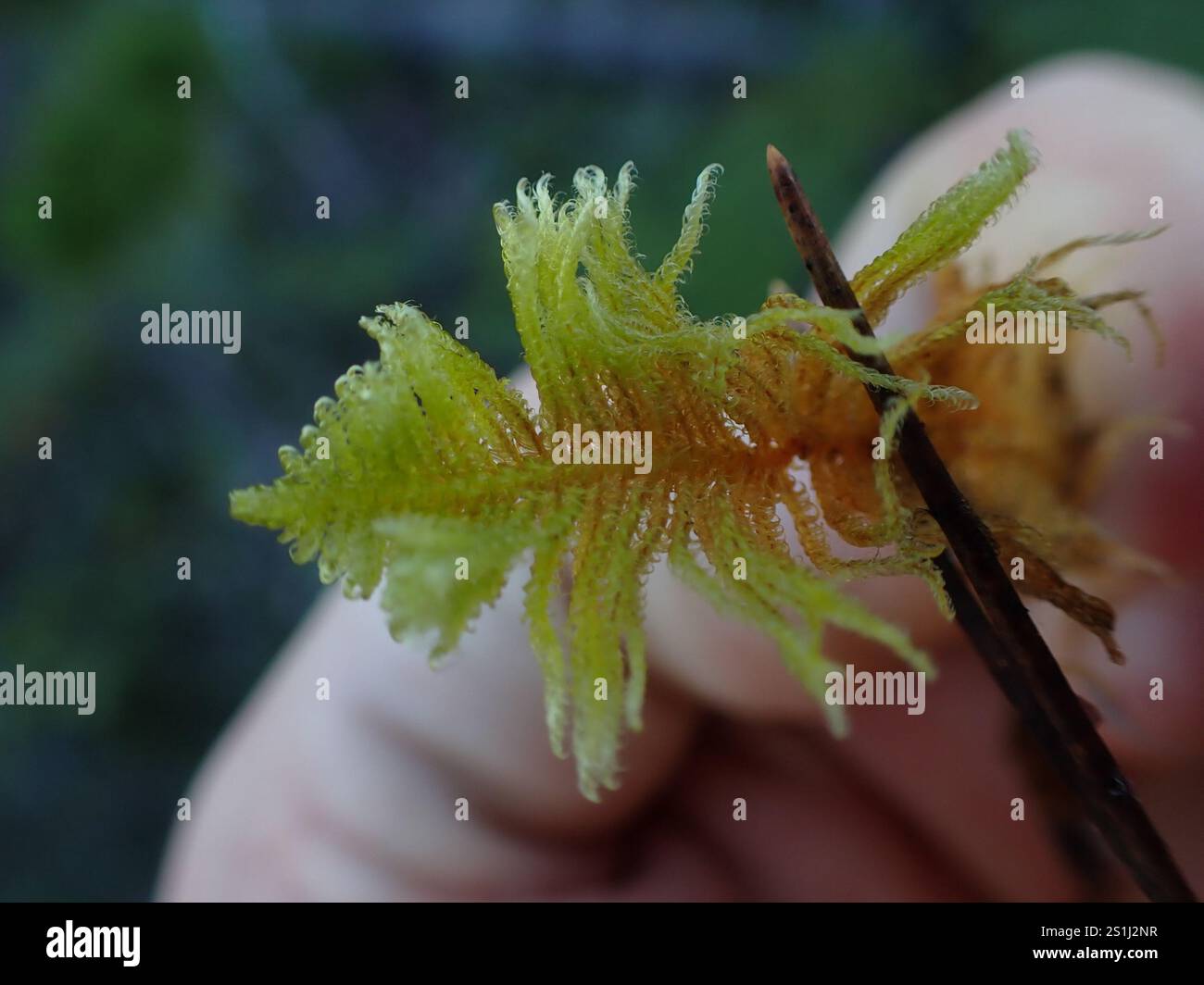 Ostrich-plume Moss (Ptilium crista-castrensis Stock Photo - Alamy