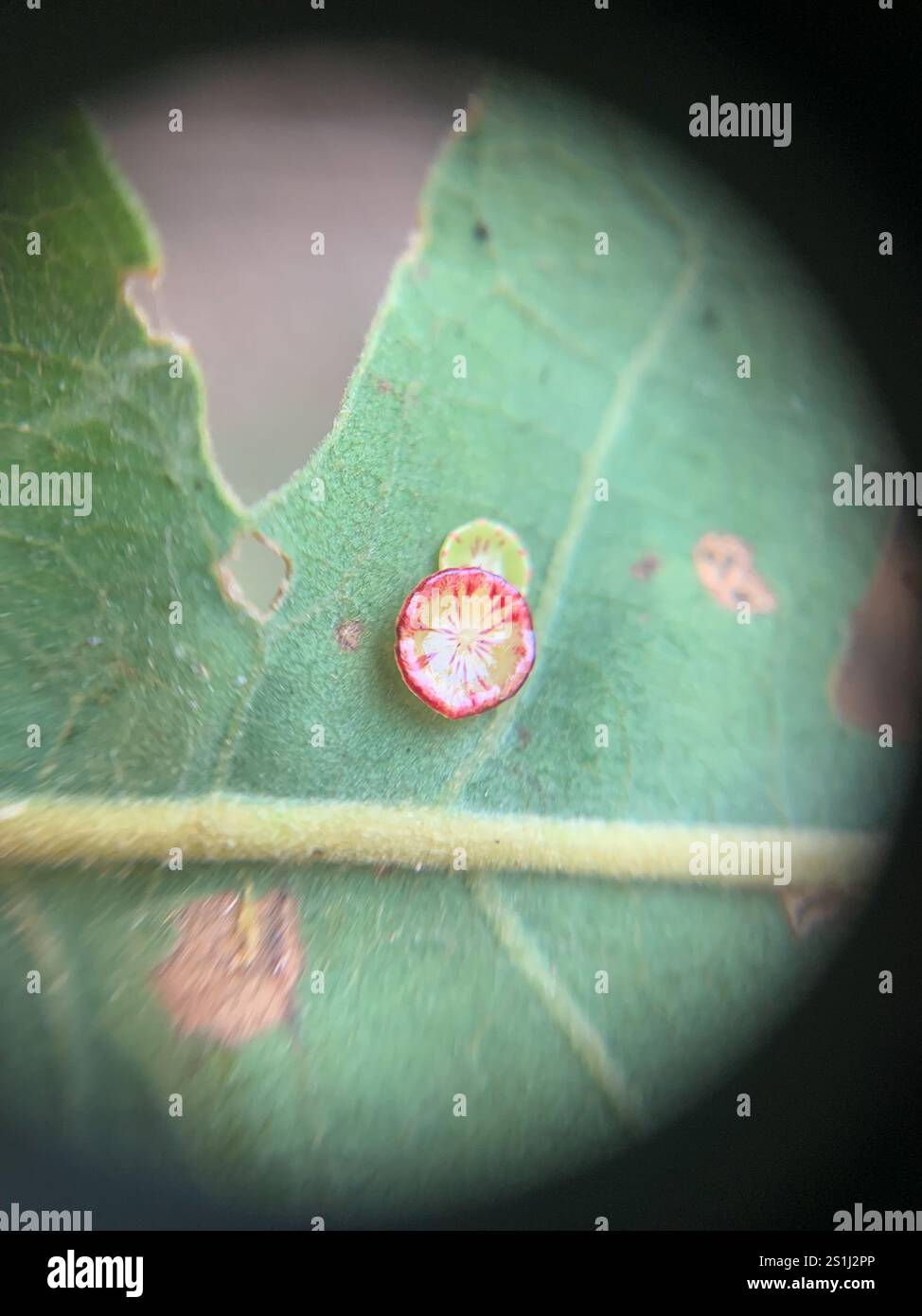 Disc Gall Wasp (Feron parmula Stock Photo - Alamy