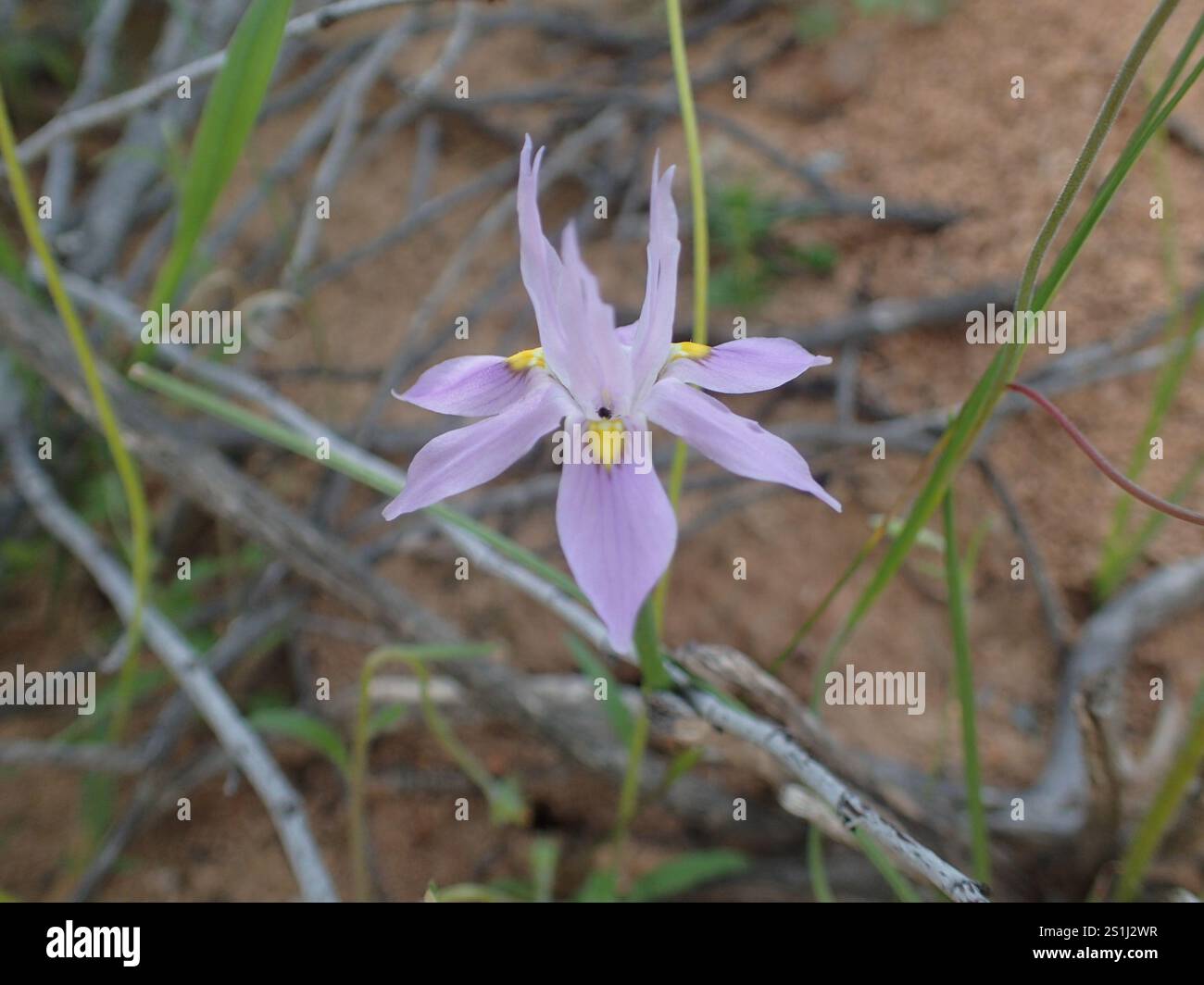 Bigseed Tulp (Moraea macrocarpa Stock Photo - Alamy