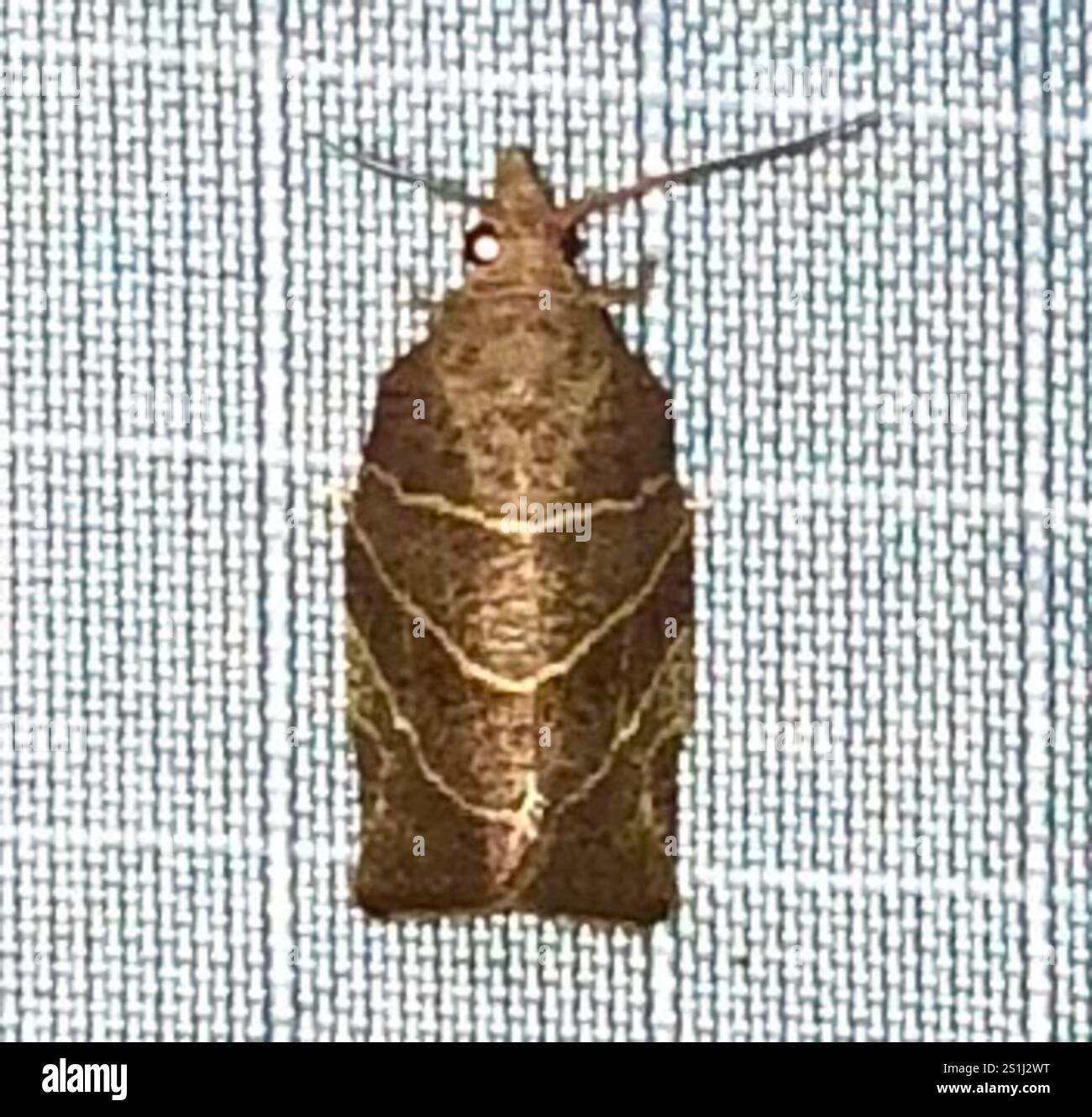 Three-lined Leafroller Moth (Pandemis limitata Stock Photo - Alamy