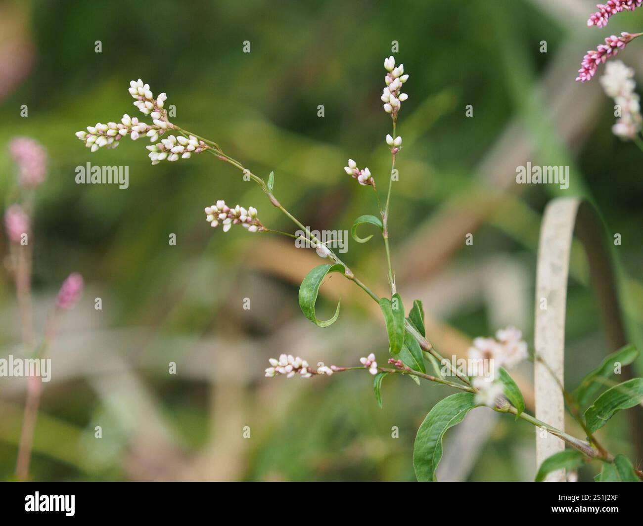 swamp smartweed (Persicaria hydropiperoides Stock Photo - Alamy