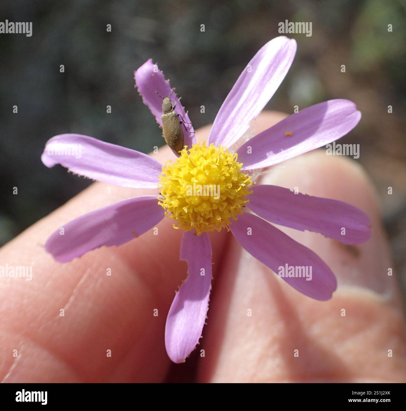 Sandveld Ragwort (Senecio arenarius Stock Photo - Alamy