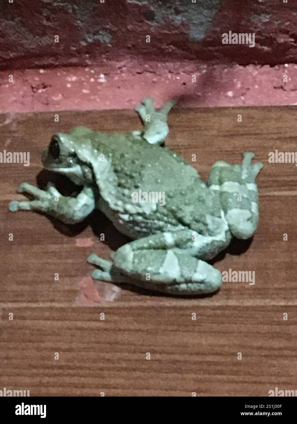 Vermiculated Tree Frog (Trachycephalus vermiculatus Stock Photo - Alamy