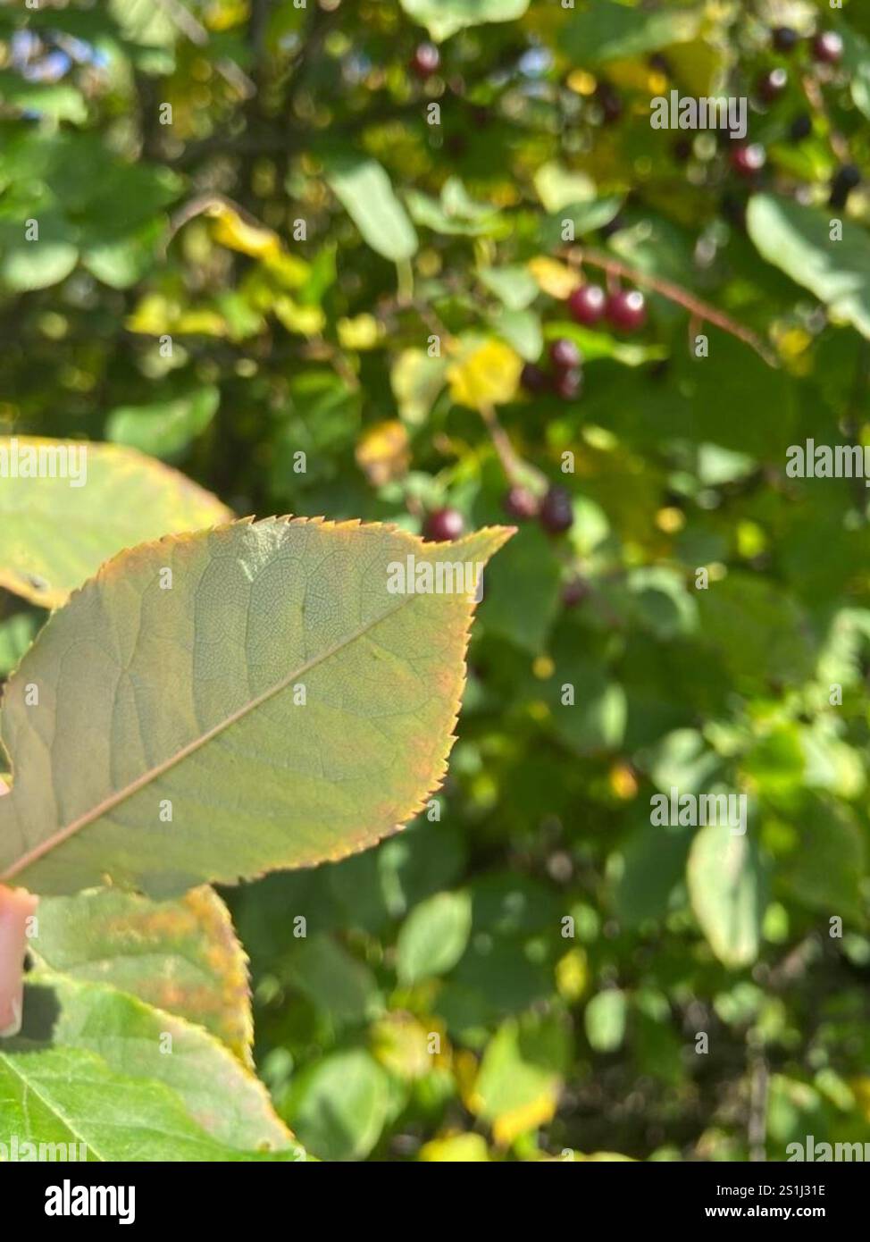 chokecherry (Prunus virginiana Stock Photo - Alamy