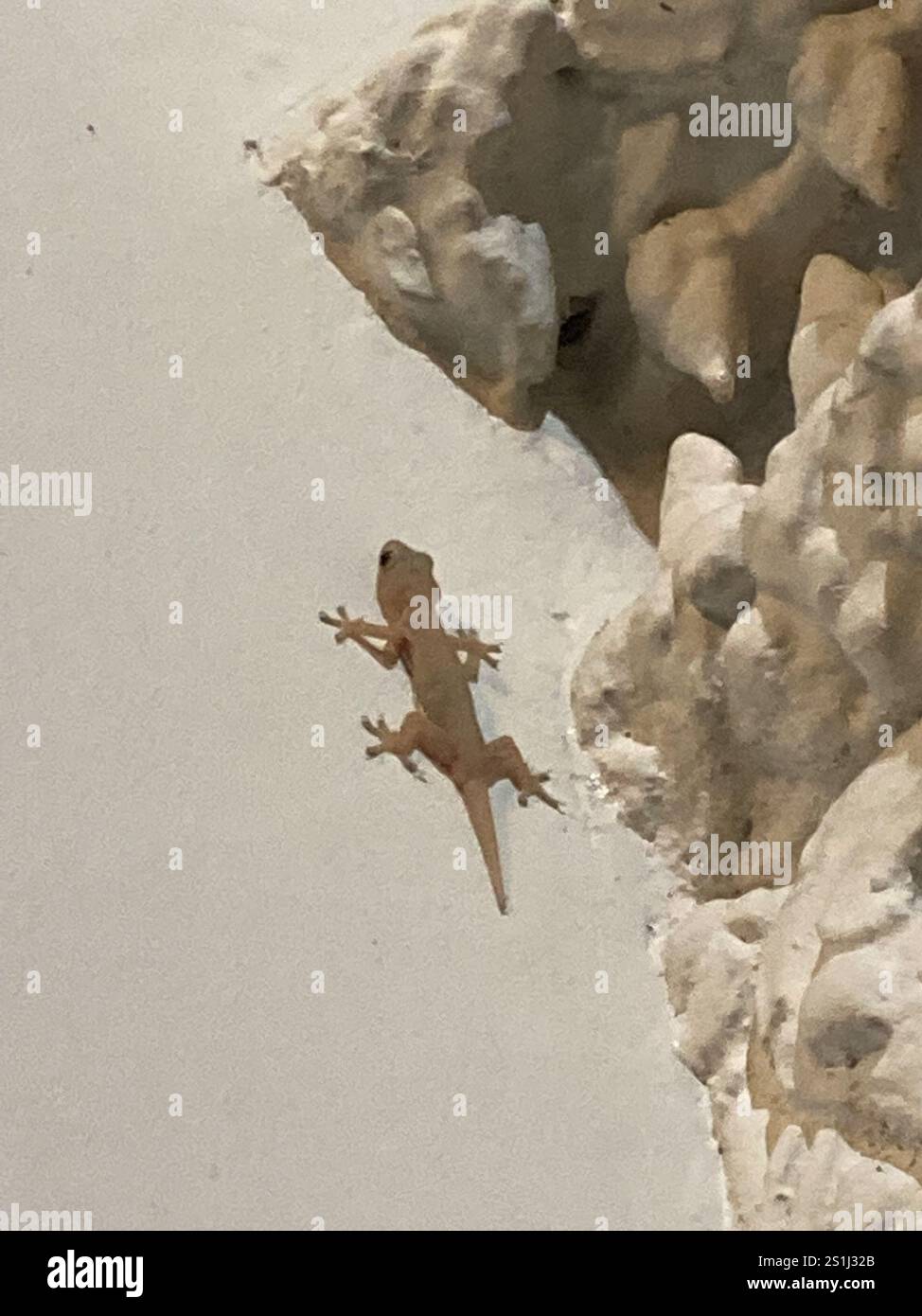 Common Four-clawed Gecko (Gehyra mutilata Stock Photo - Alamy