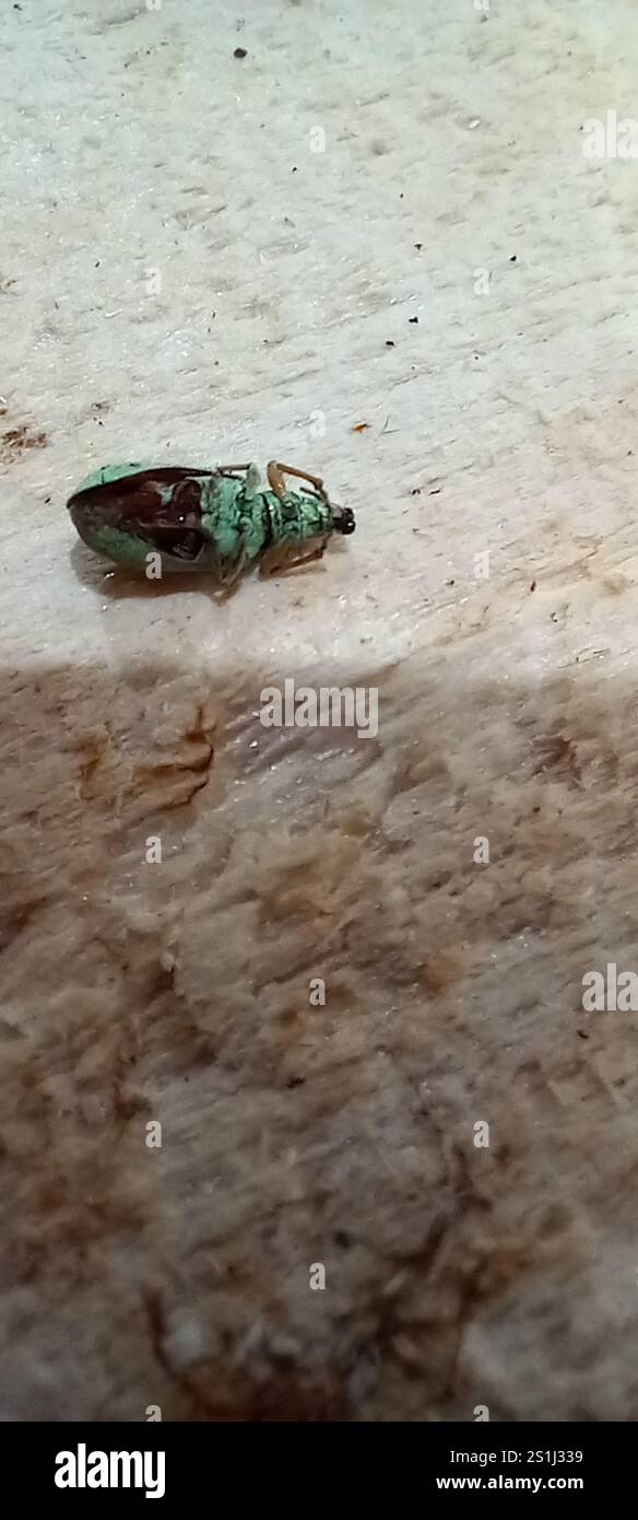 Green Immigrant Leaf Weevil (Polydrusus formosus Stock Photo - Alamy