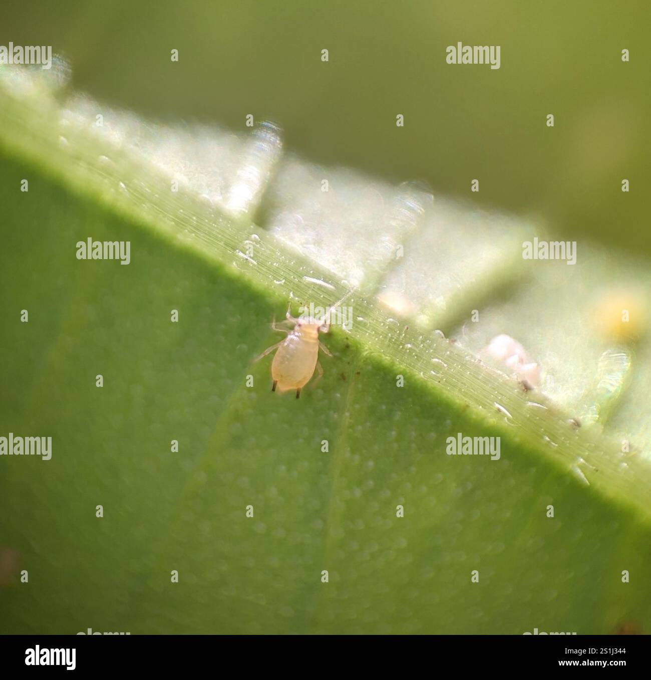 Melon Aphid (Aphis gossypii Stock Photo - Alamy