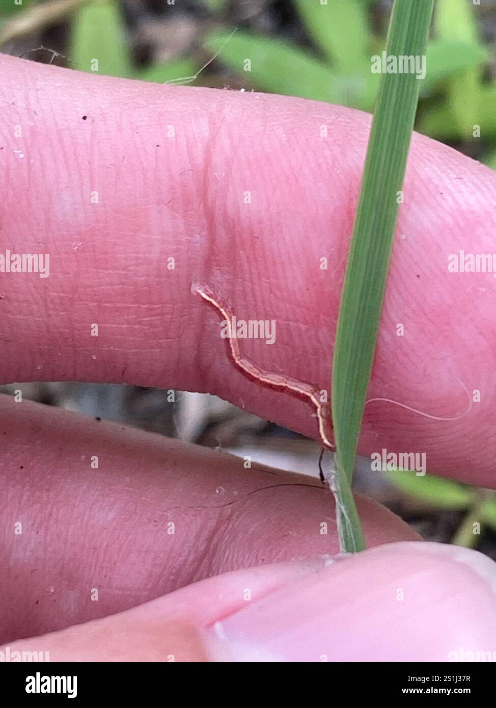 Geometer Moths (Geometridae Stock Photo - Alamy