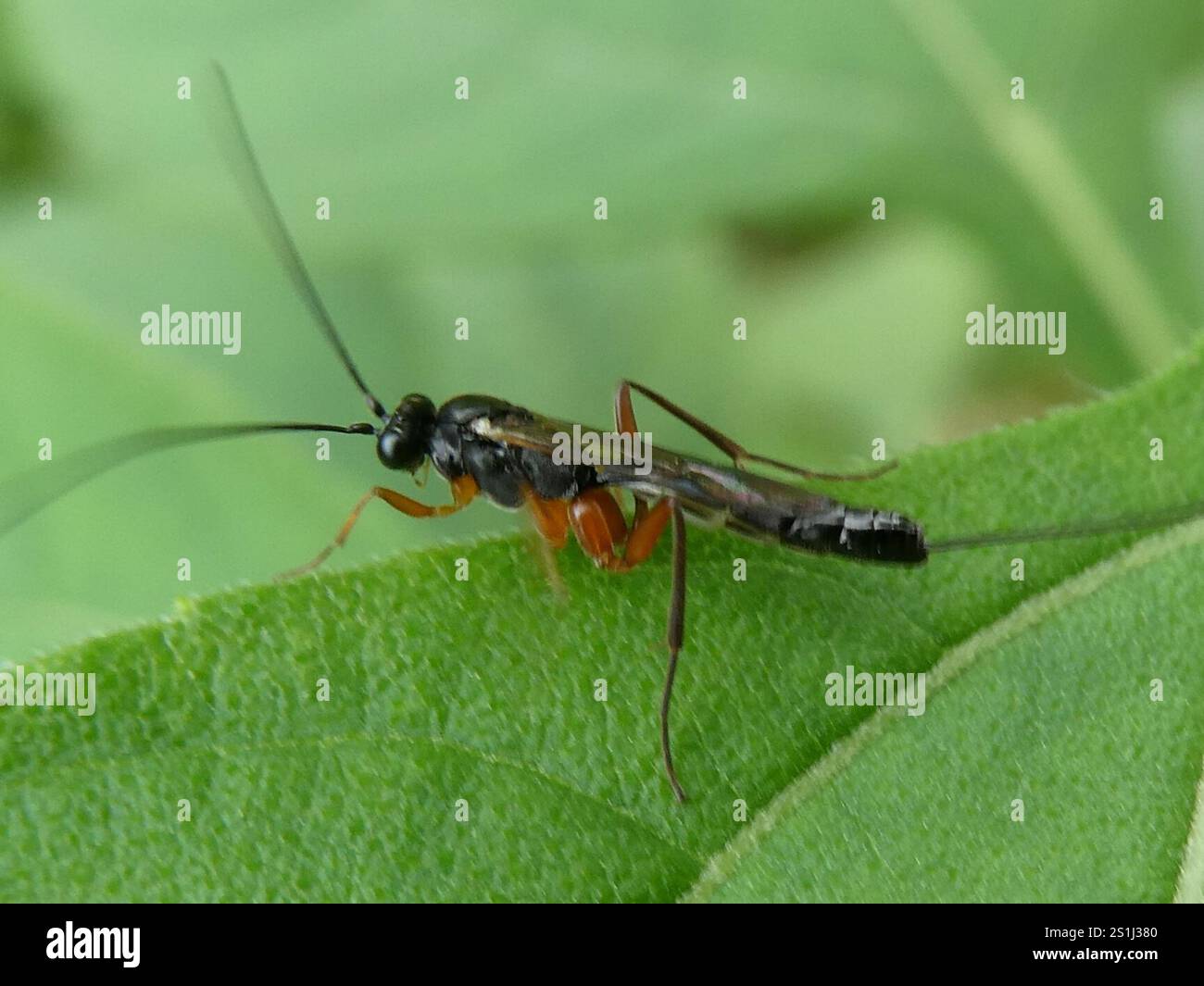 Ichneumonid Wasps (Ichneumonidae Stock Photo - Alamy
