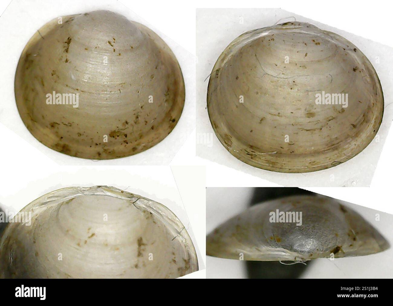 European Fingernail Clam (Sphaerium corneum Stock Photo - Alamy