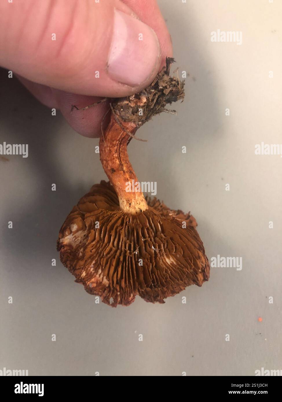 dappled webcap (Cortinarius bolaris Stock Photo - Alamy