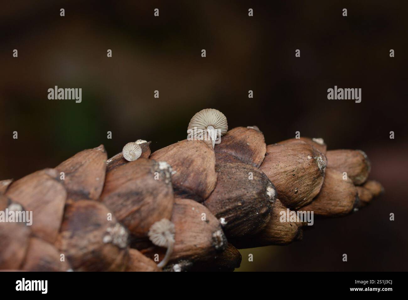 Conifercone hi-res stock photography and images - Alamy