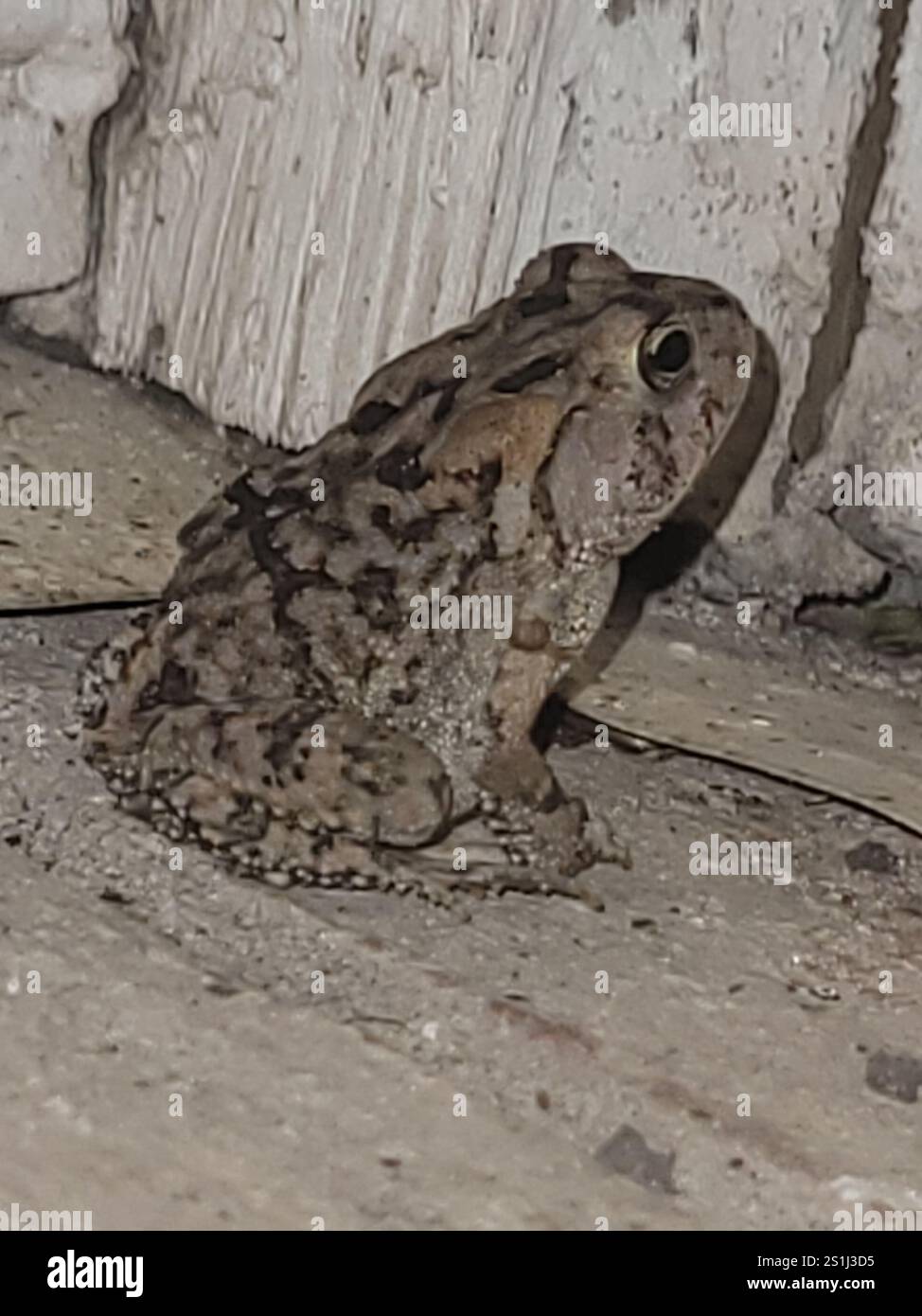 Southern Toad (Anaxyrus terrestris Stock Photo - Alamy