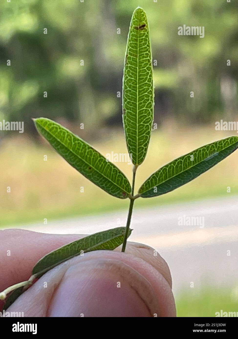 slender bush clover (Lespedeza virginica Stock Photo - Alamy