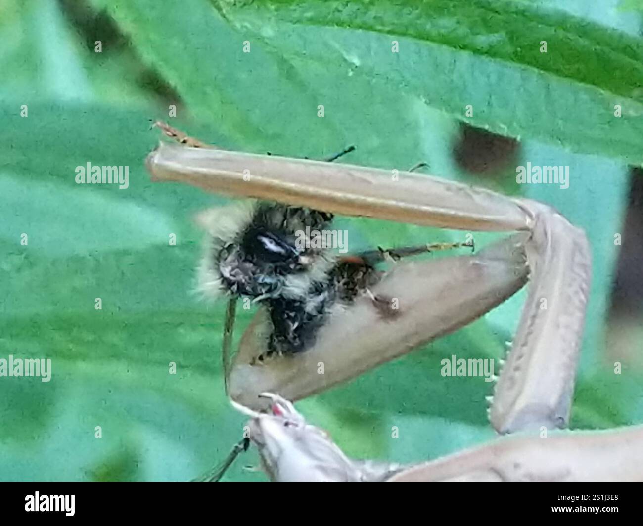 Chinese Mantis (Tenodera sinensis Stock Photo - Alamy