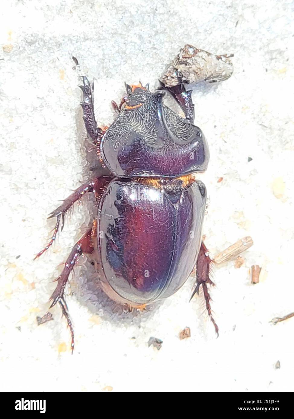 Ox Beetles (Strategus Stock Photo - Alamy