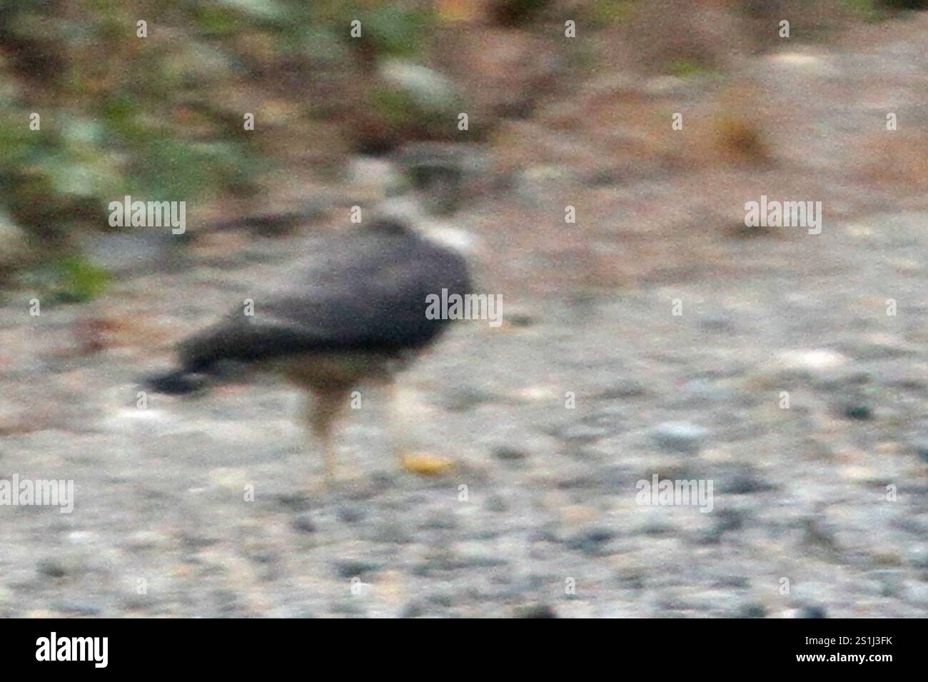 Taiga Merlin (Falco columbarius columbarius Stock Photo - Alamy