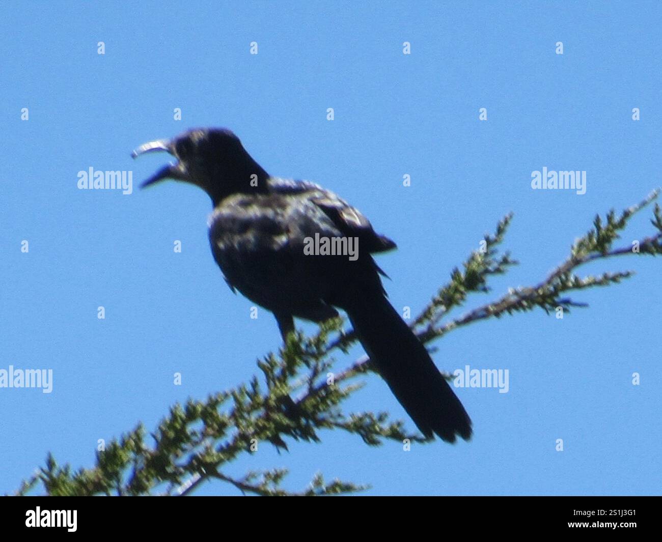 Great-tailed Grackle (Quiscalus mexicanus Stock Photo - Alamy