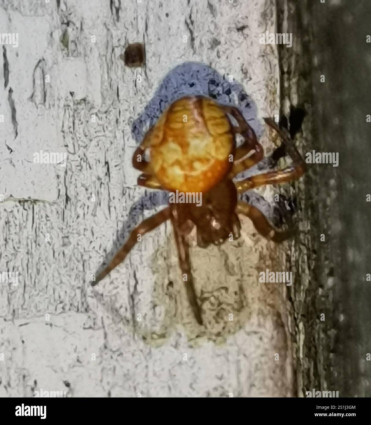 Strawberry Spider (Araneus alsine Stock Photo - Alamy